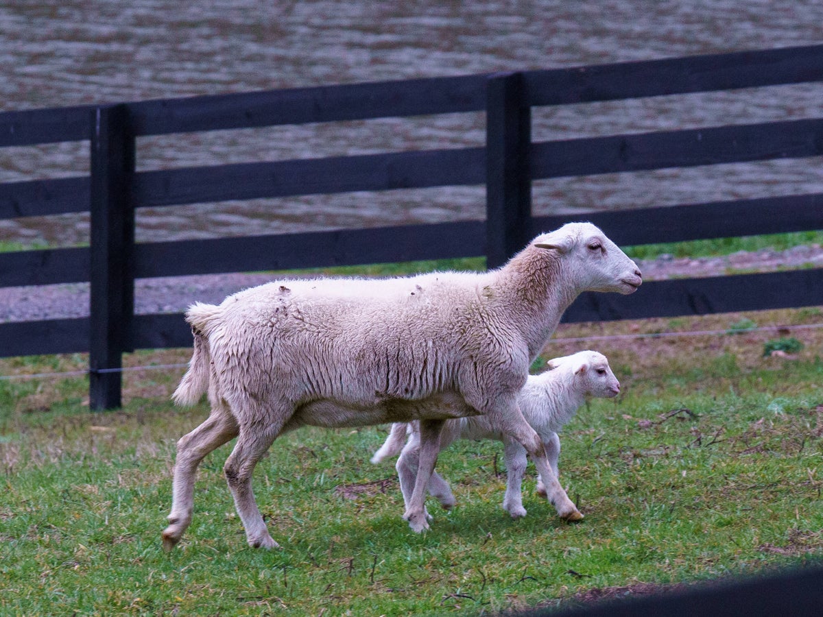 raised chicken about us contact us liability release more liability ...