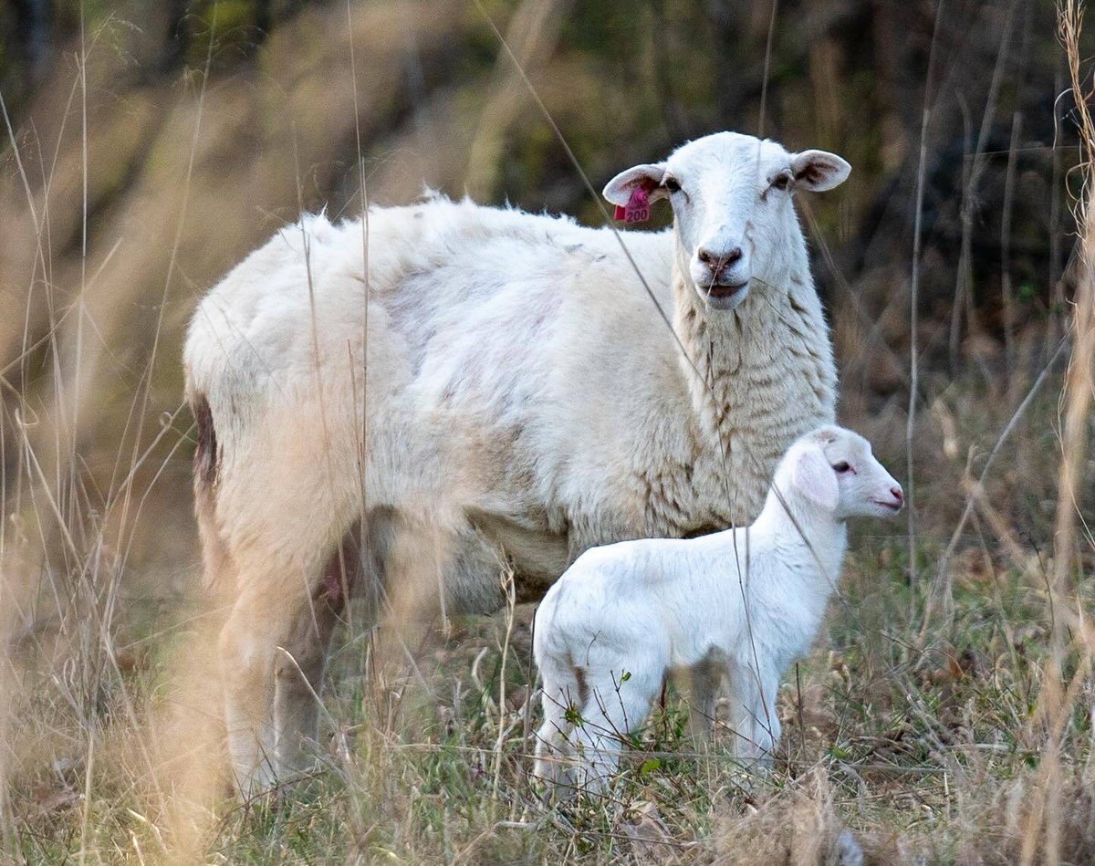 Ewe and Ram Lambs For Sale