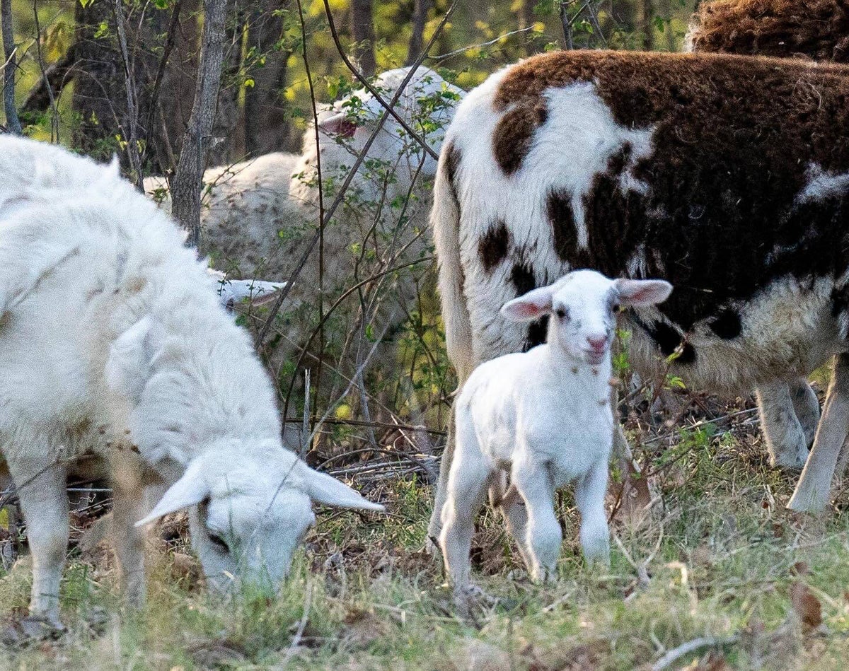 Ewe and Ram Lambs For Sale
