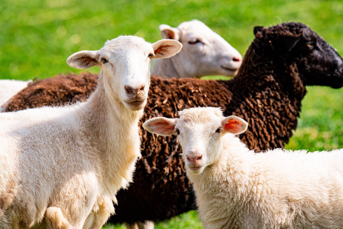 raised chicken about us contact us liability release more liability ...