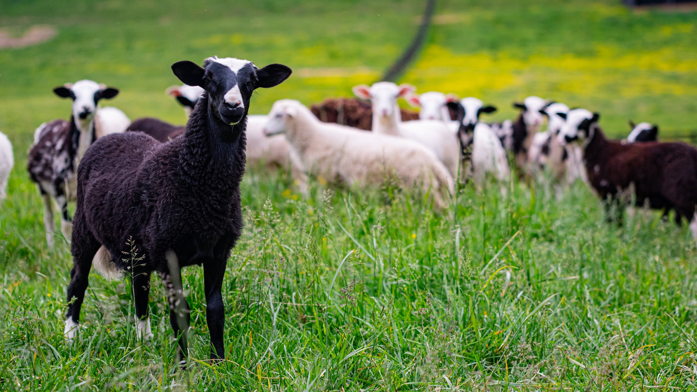 parasite resistant ewe and ram lambs for sale following in the giant ...