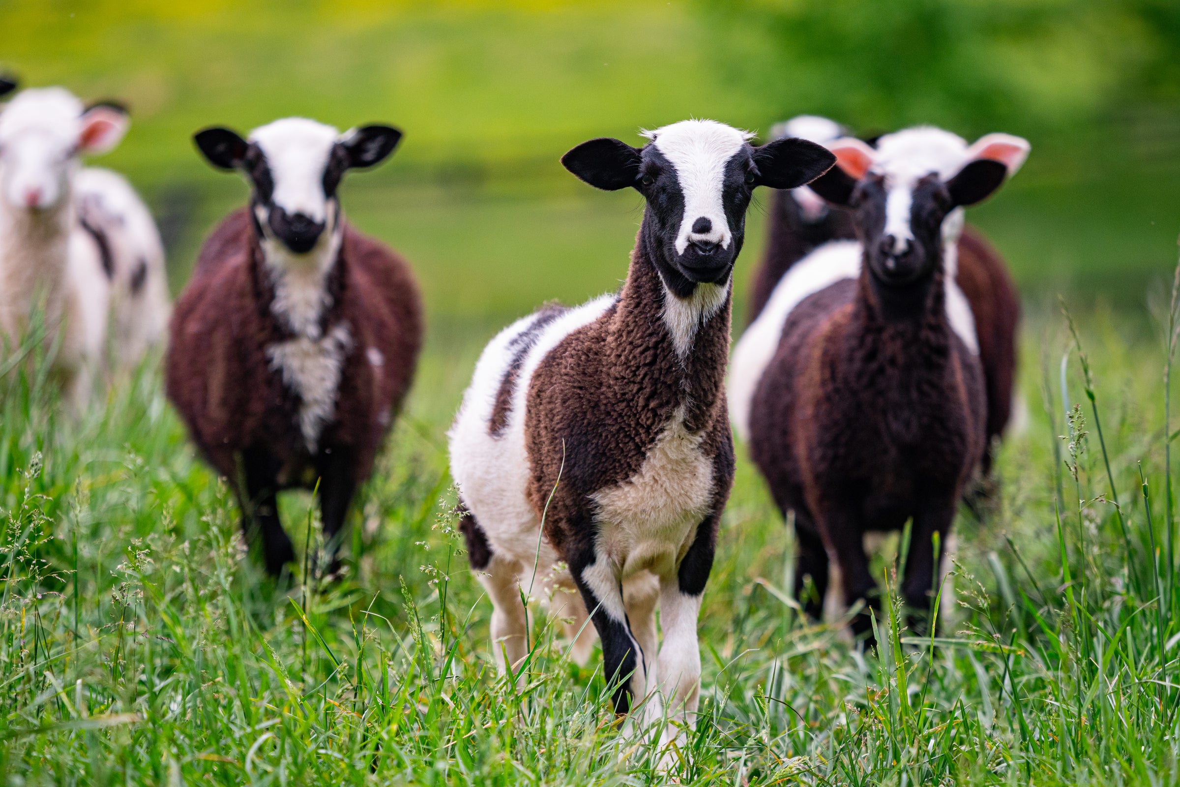 parasite resistant ewe and ram lambs for sale following in the giant ...