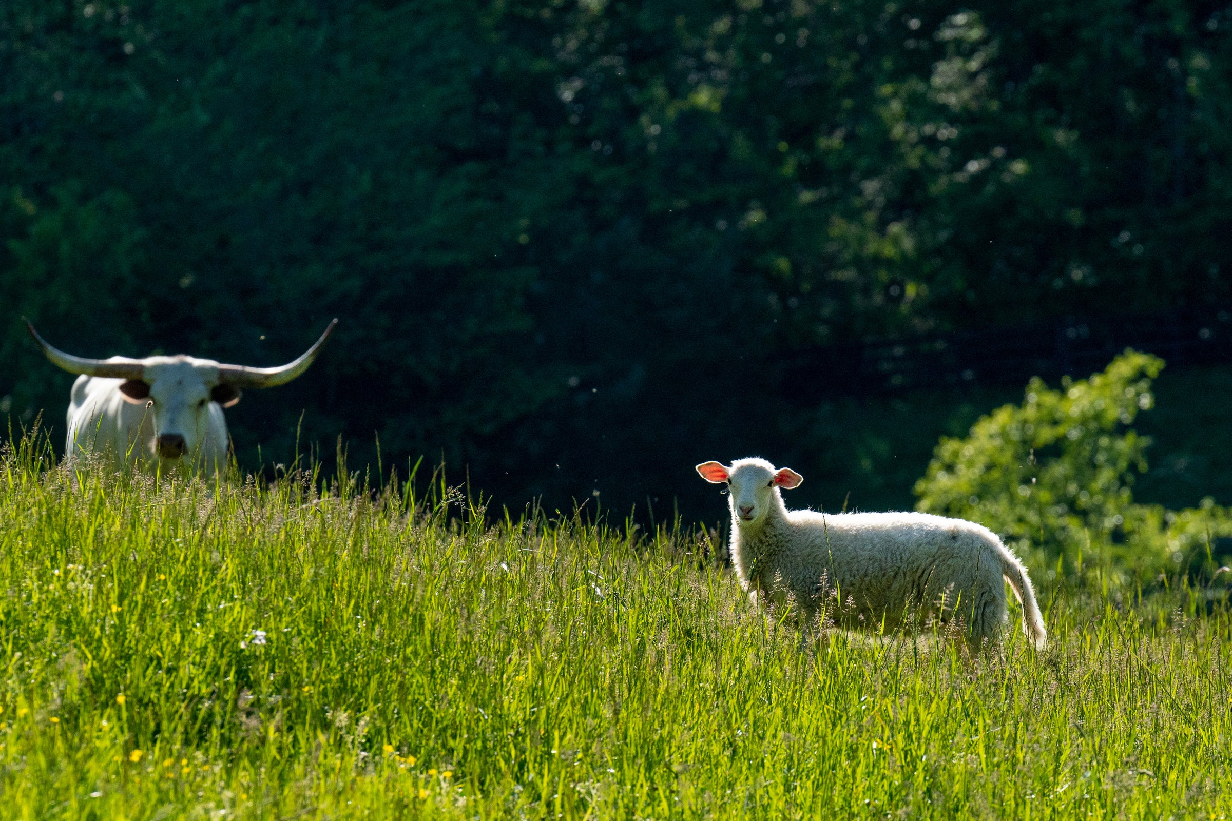 parasite resistant ewe and ram lambs for sale following in the giant ...
