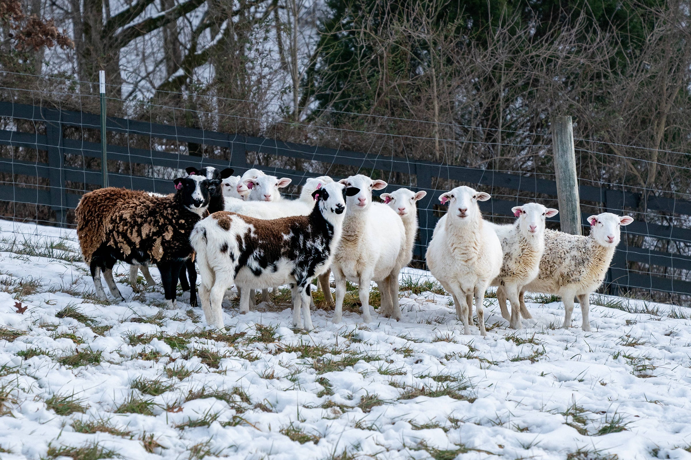 Parasite Resistant Ewe and Ram Lambs For Sale